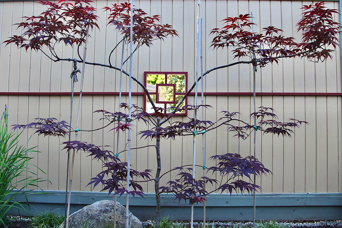 The Small World of a Japanese-Style Courtyard Garden - Fine Gardening