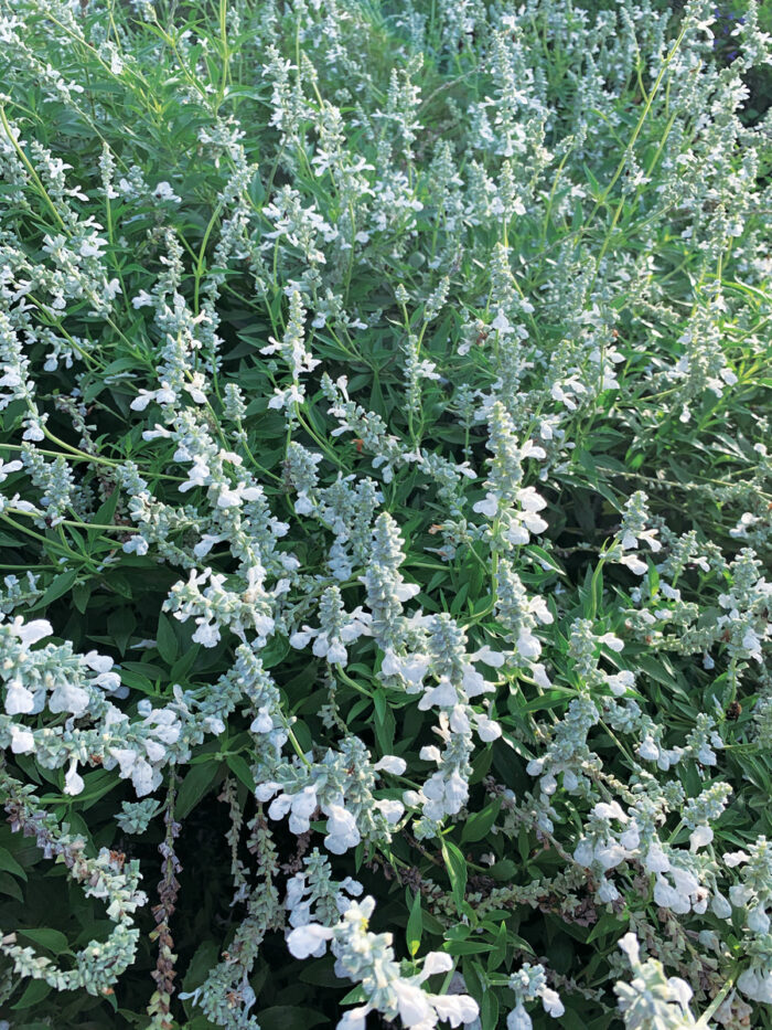 'White flame' is a Hardy Salvia with Serious Flower Power - Fine Gardening