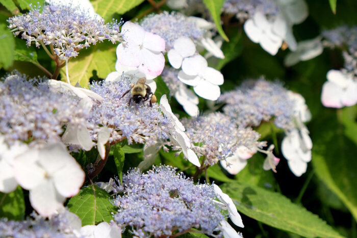 Common Hydrangea Pests and Diseases: Identification, Prevention, and ...