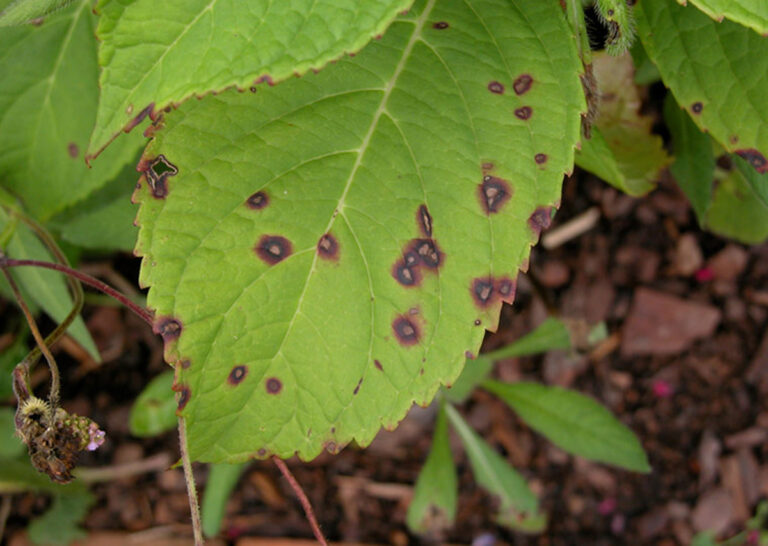 Common Hydrangea Pests and Diseases: Identification, Prevention, and ...