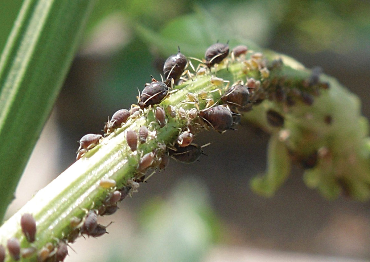 Common Hydrangea Pests and Diseases: Identification, Prevention, and ...