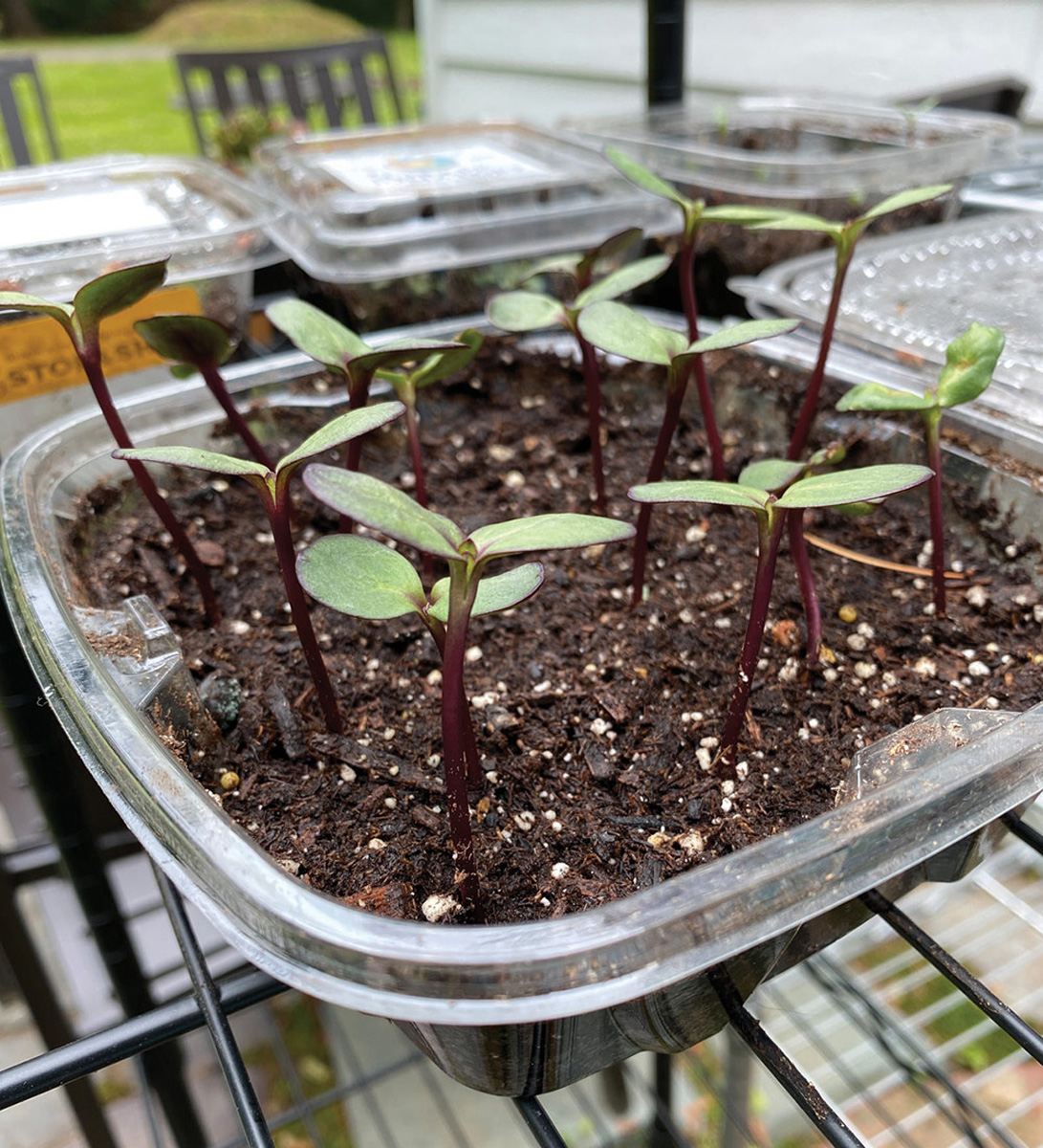 How to Grow Annual Sunflowers for Pollinators and Wildlife - Fine Gardening