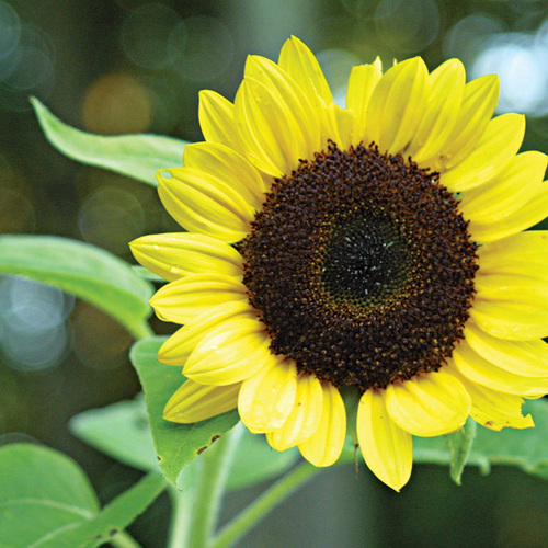 How to Grow Annual Sunflowers for Pollinators and Wildlife - Fine Gardening