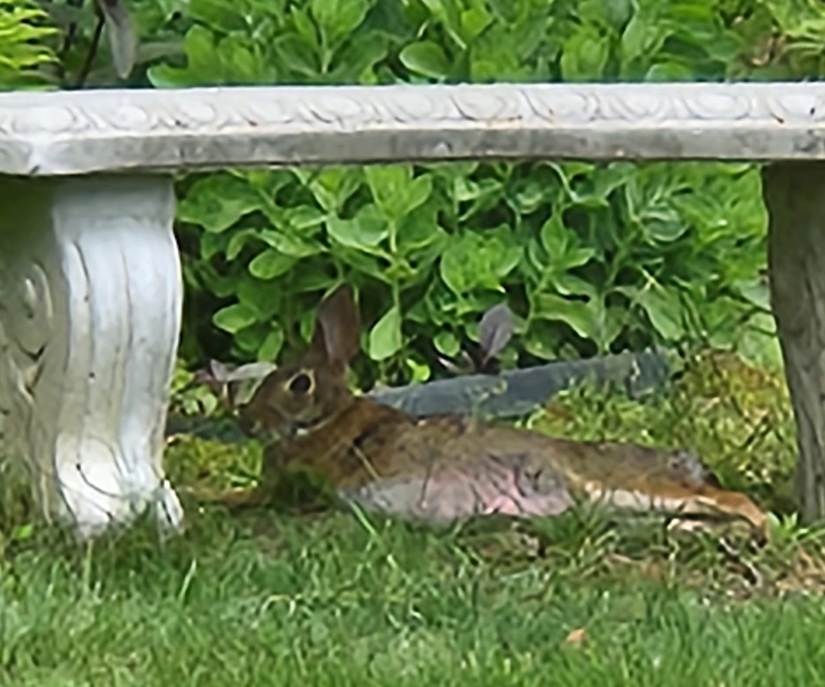 Rabbits and Their Leftovers in Maxine's Garden - Fine Gardening
