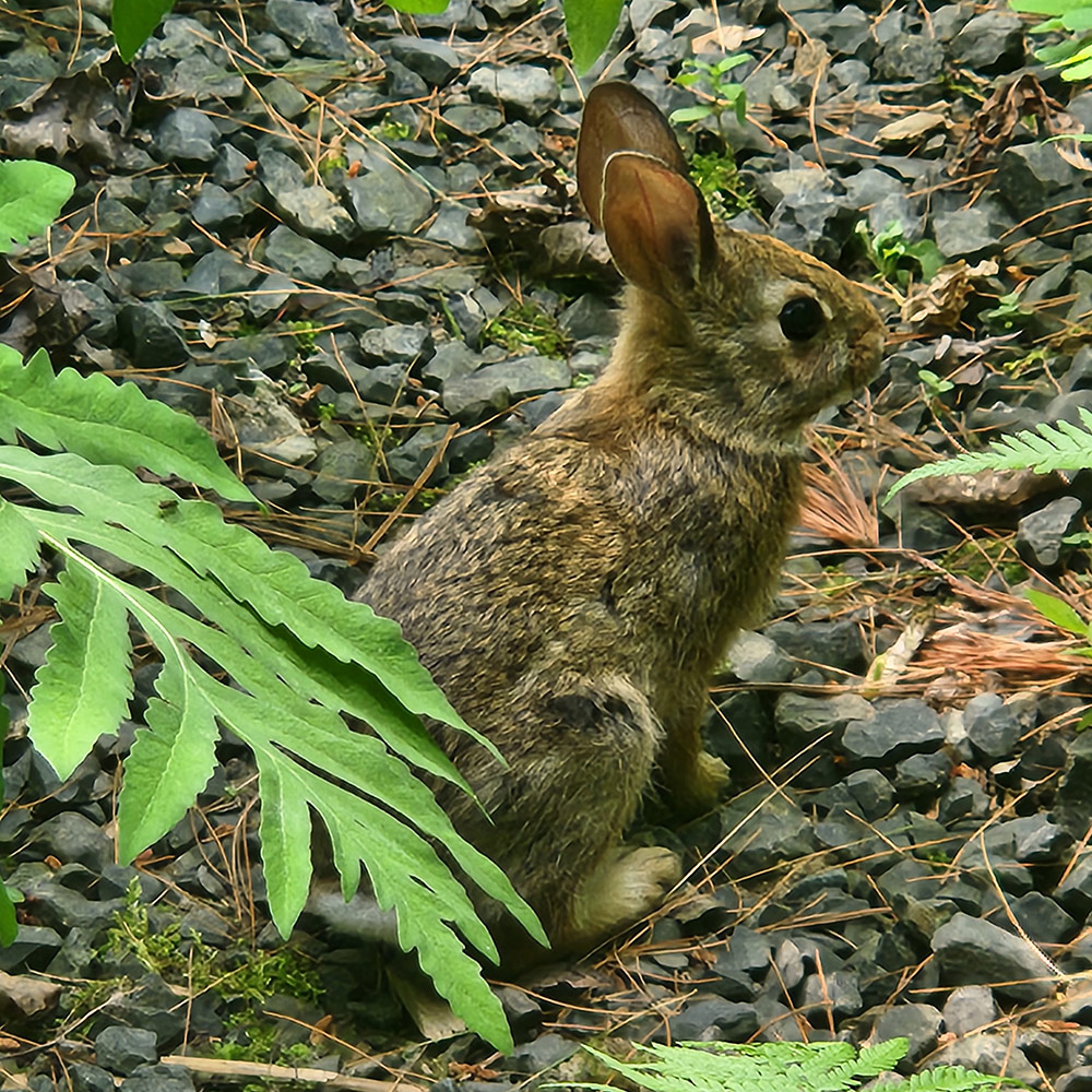 Rabbits and Their Leftovers in Maxine's Garden - Fine Gardening