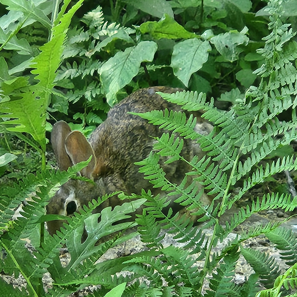 More Rabbits and Flowers From Maxine's Garden - Fine Gardening