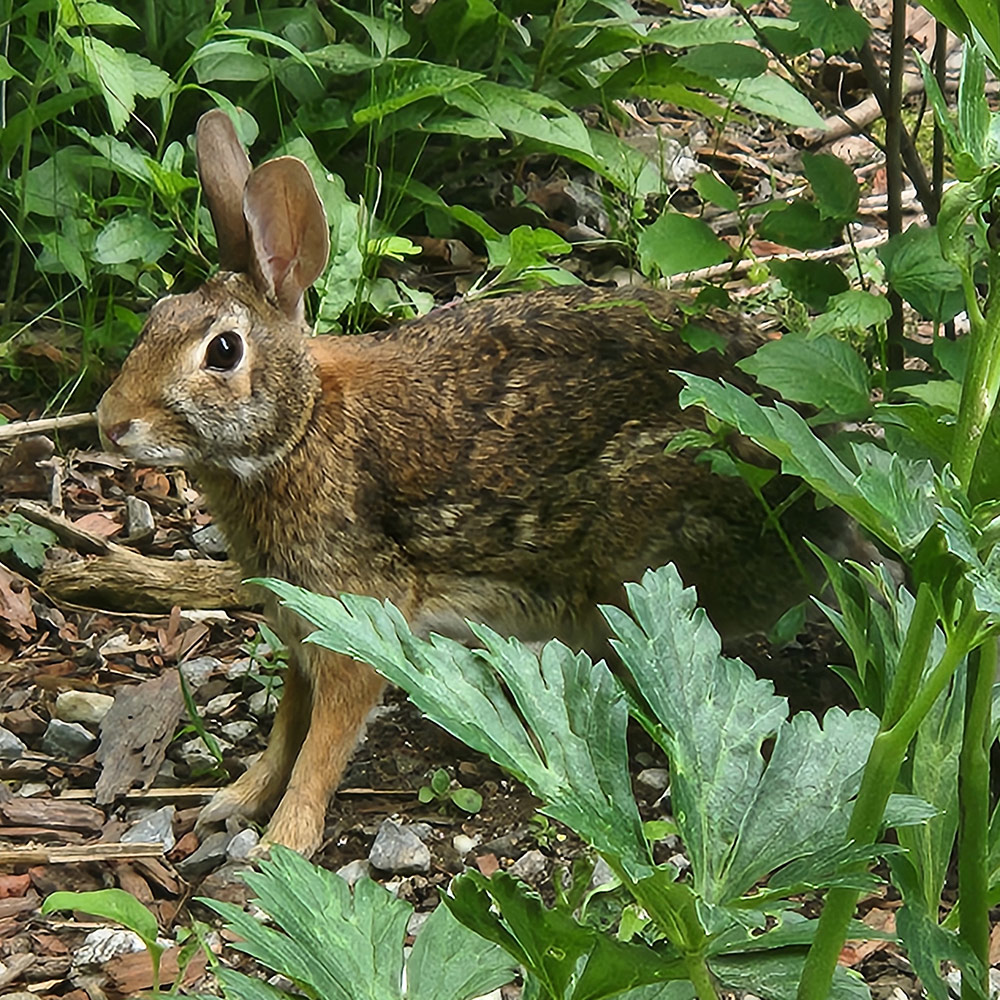 More Rabbits and Flowers From Maxine's Garden - Fine Gardening