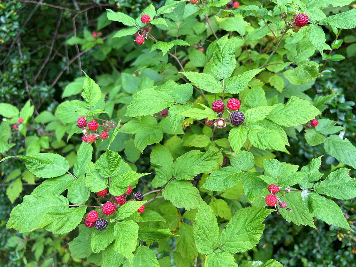 Northeastern Invasive Plants to Avoid and Native Alternatives to Use ...