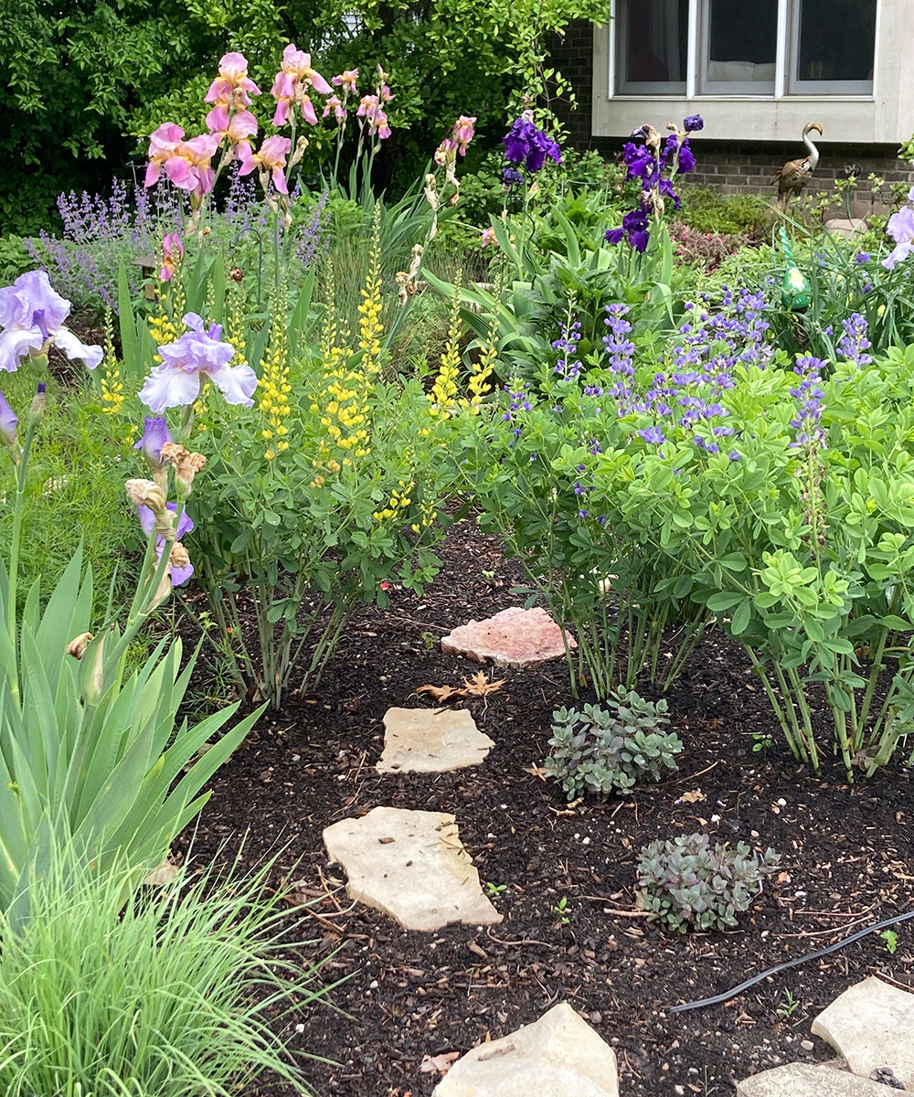 Update on a Front Yard Pollinator Garden in Illinois - Fine Gardening