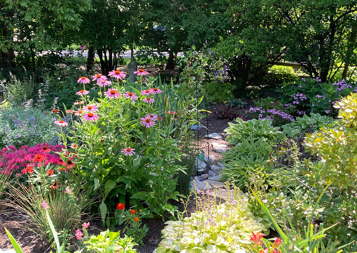 Update on a Front Yard Pollinator Garden in Illinois - Fine Gardening