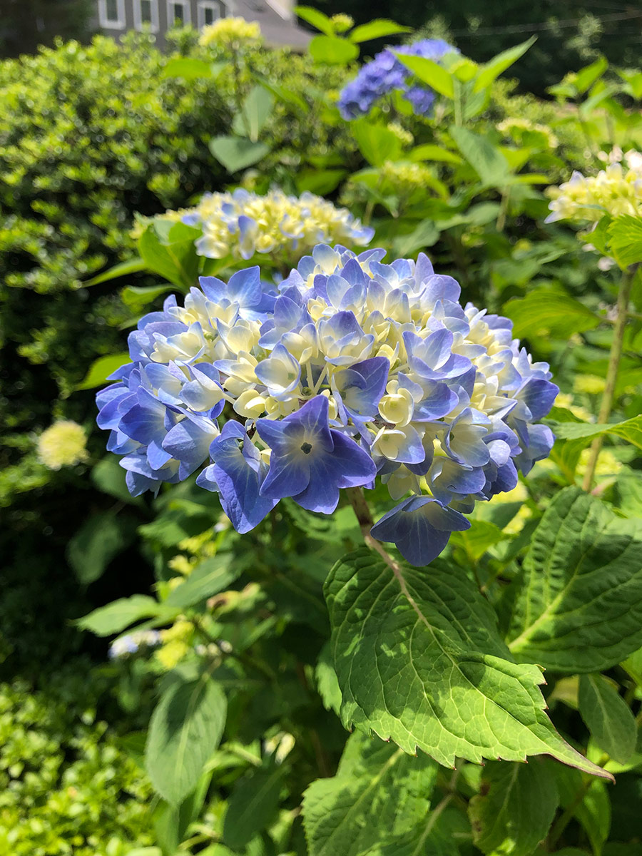 Hydrangea Season in Carla's Garden - Fine Gardening