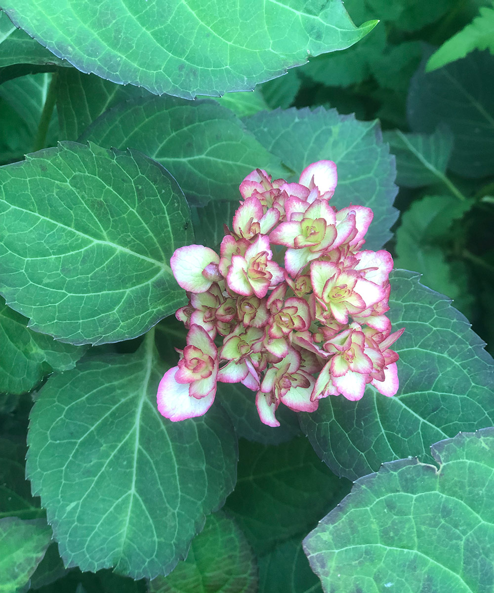 Hydrangea Season in Carla's Garden - Fine Gardening