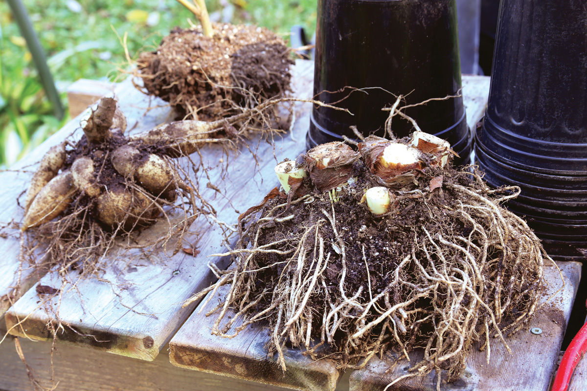 How to Overwinter Elephant's Ears - Fine Gardening