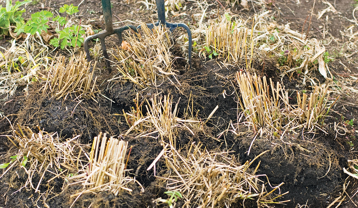 How to Divide Large Overgrown Ornamental Grasses - Fine Gardening