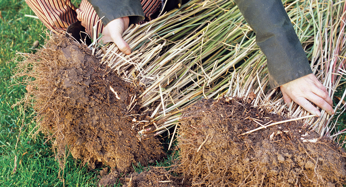 How to Divide Large Overgrown Ornamental Grasses - Fine Gardening