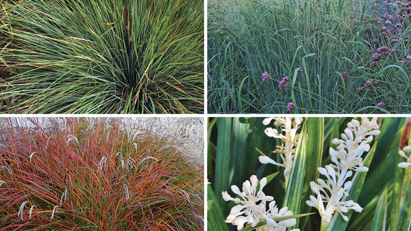 How to Use Ornamental Grasses in the Garden - Fine Gardening
