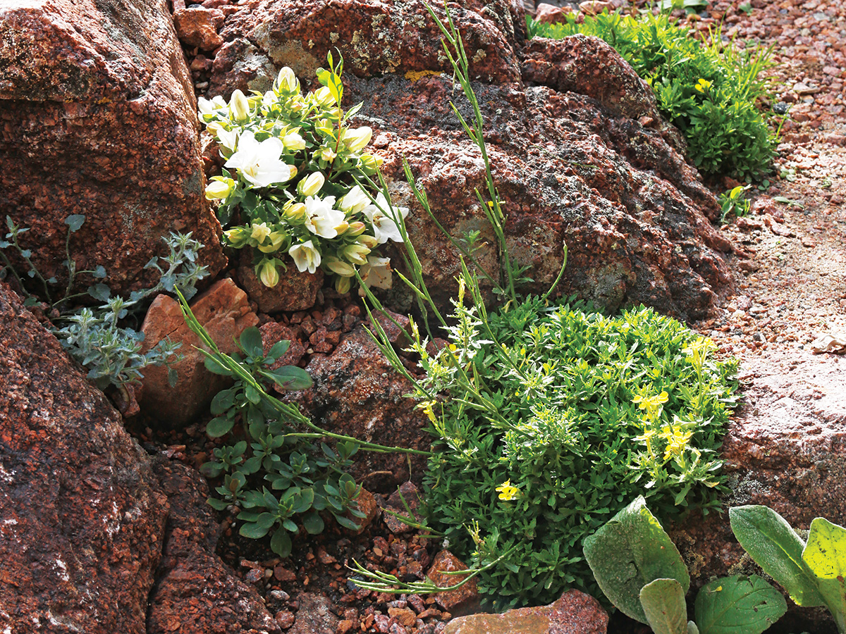 Building a Rock Garden 101 - Fine Gardening