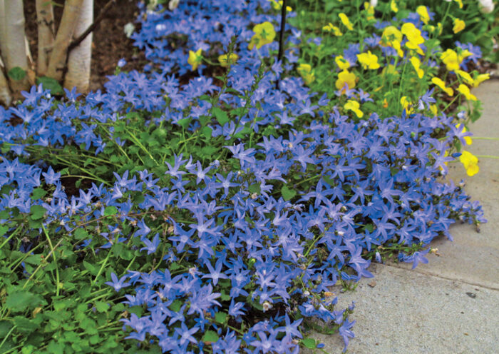 Great Rock Garden Plants for Beginners - Fine Gardening