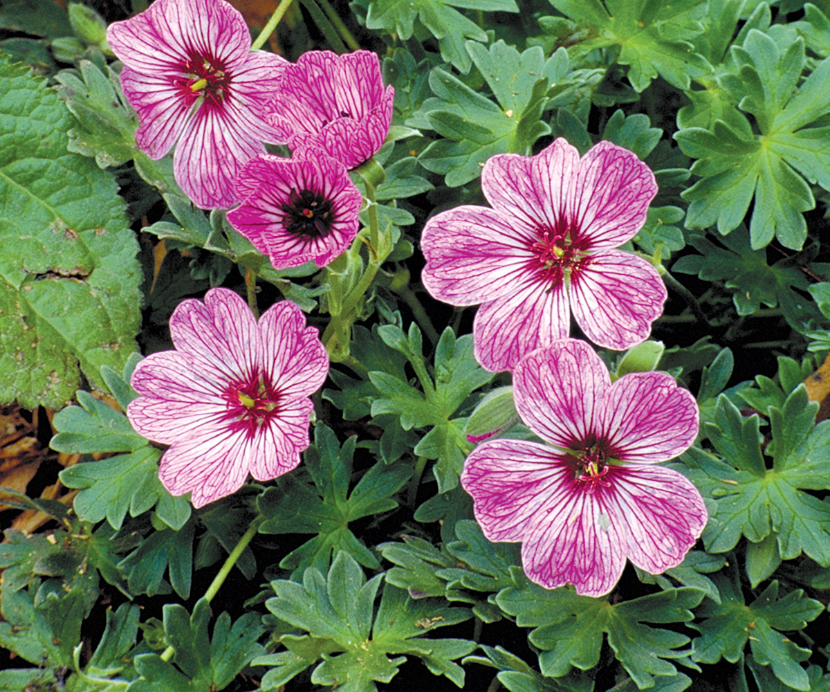 Great Rock Garden Plants for Beginners - Fine Gardening