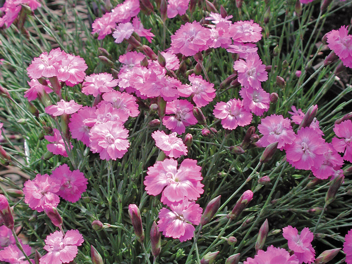 Great Rock Garden Plants for Beginners - Fine Gardening