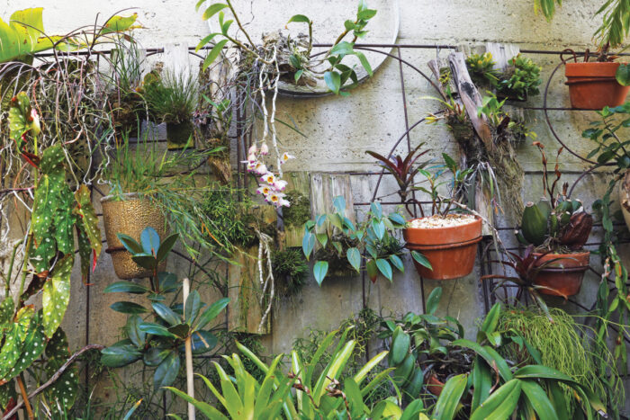 How to Create an Urban Jungle with Containers - Fine Gardening