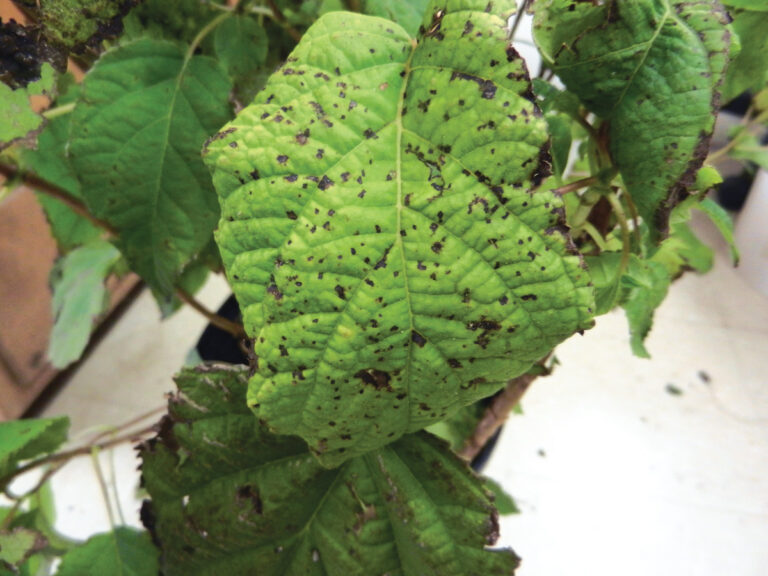 What's Wrong with My Hydrangea? Learn to Recognize and Treat Common ...