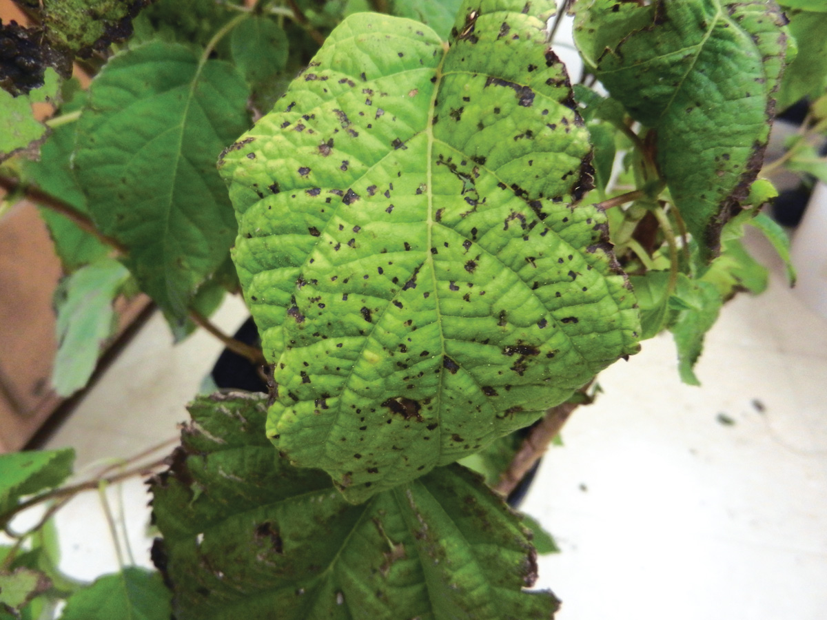 What's Wrong with My Hydrangea? Learn to Recognize and Treat Common ...
