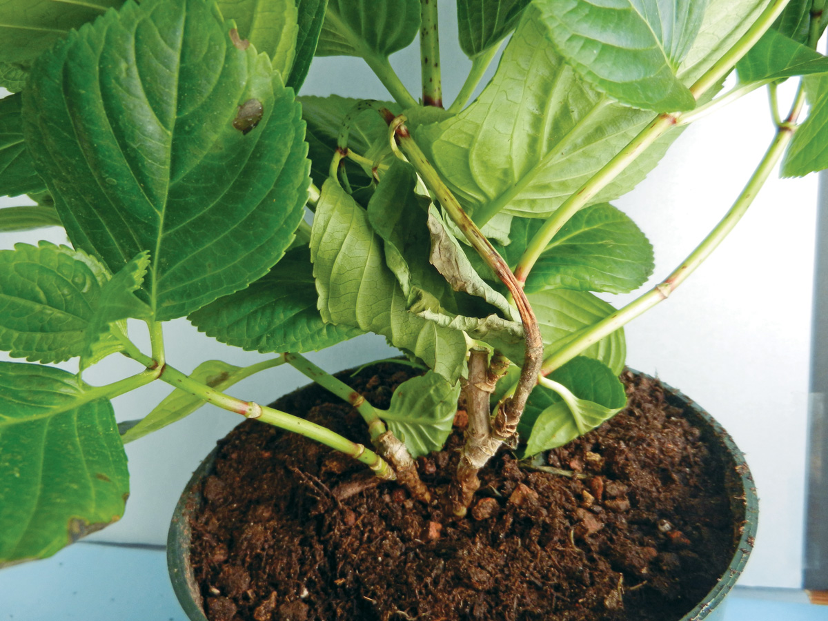 What's Wrong with My Hydrangea? Learn to Recognize and Treat Common ...