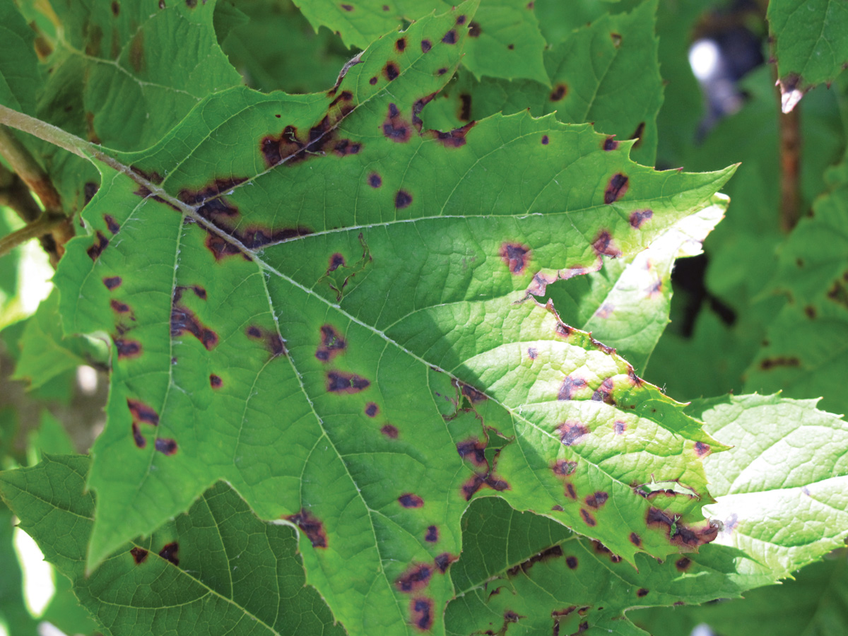 What's Wrong with My Hydrangea? Learn to Recognize and Treat Common ...