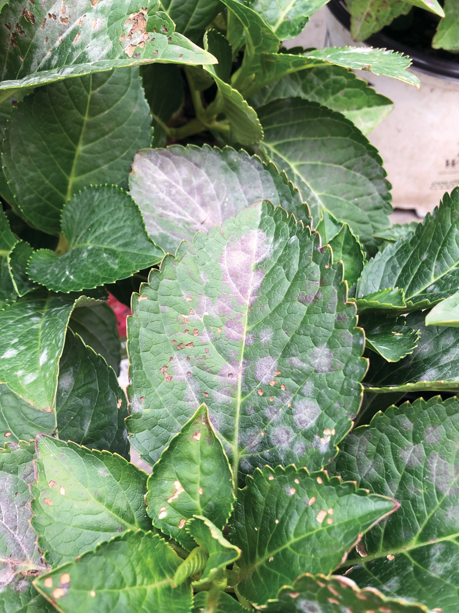 What's Wrong with My Hydrangea? Learn to Recognize and Treat Common ...