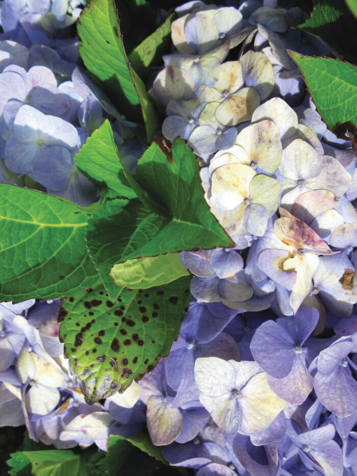 What's Wrong with My Hydrangea? Learn to Recognize and Treat Common ...