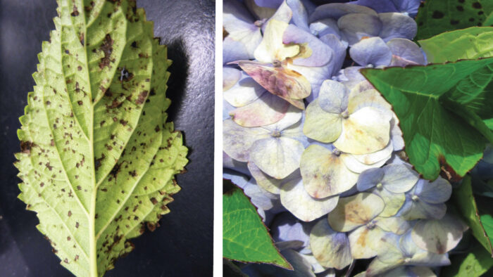 What's Wrong with My Hydrangea? Learn to Recognize and Treat Common ...