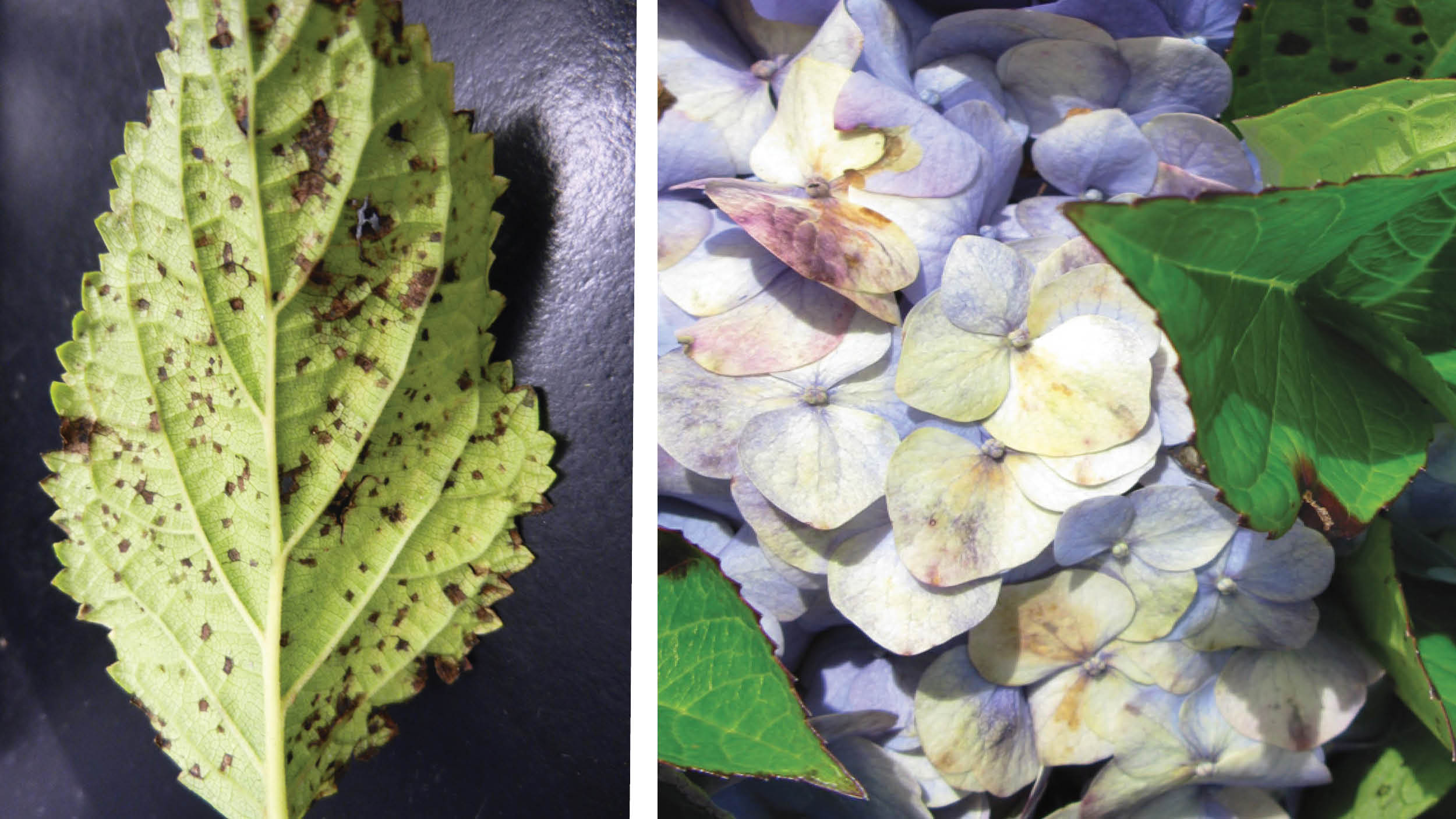 Grow This Hydrangea for Its Foliage—and Its Ability to Climb - Fine ...