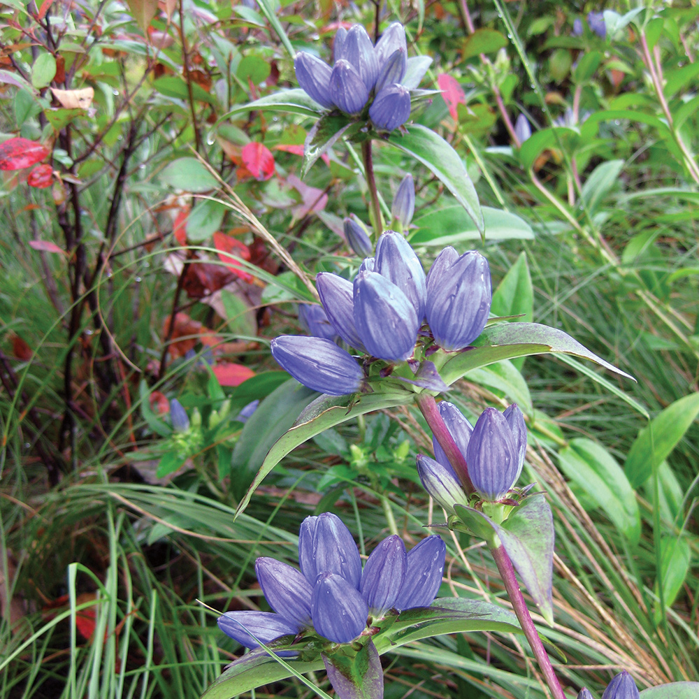 Native Plants for Summer Interest in the Midwest - Fine Gardening