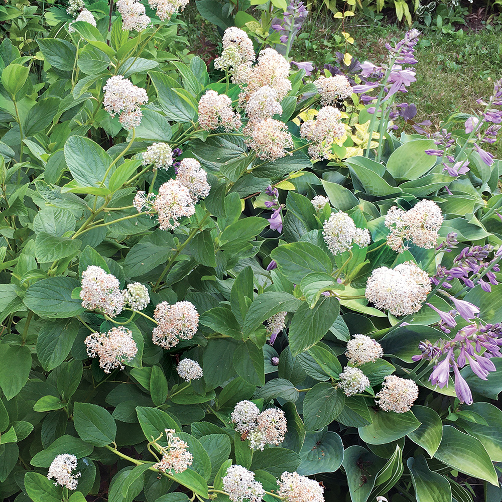 Native Plants for Summer Interest in the Mid-Atlantic - Fine Gardening