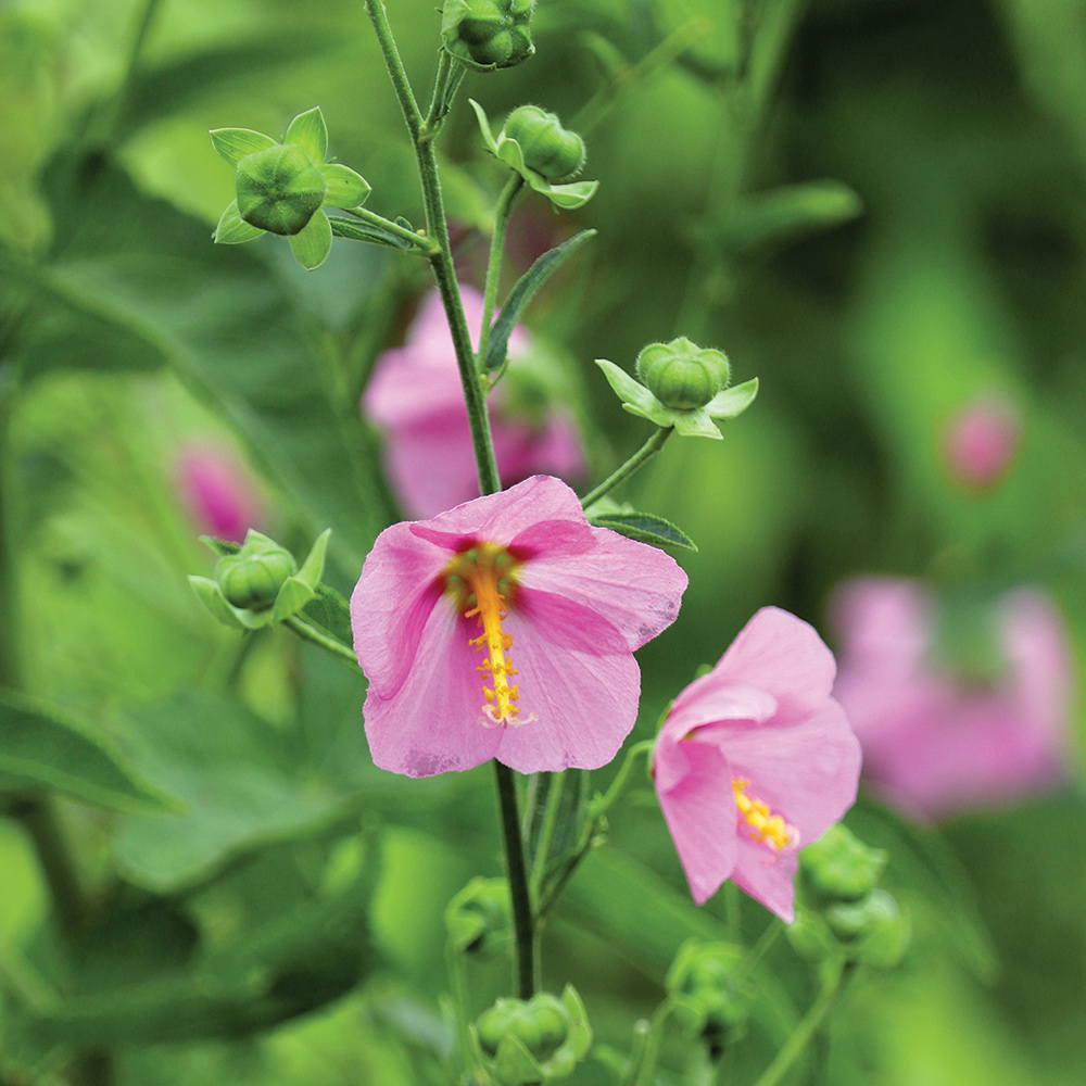 Native Plants for Summer Interest in the Mid-Atlantic - Fine Gardening