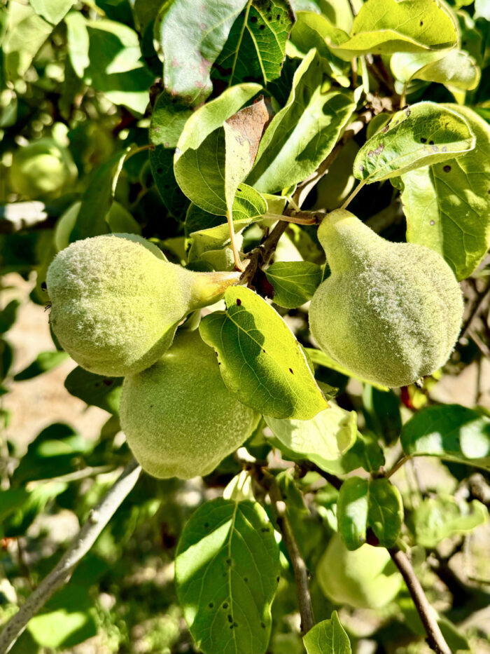 The Ultimate Guide to Growing Quince and Using Their Fruit - Fine Gardening