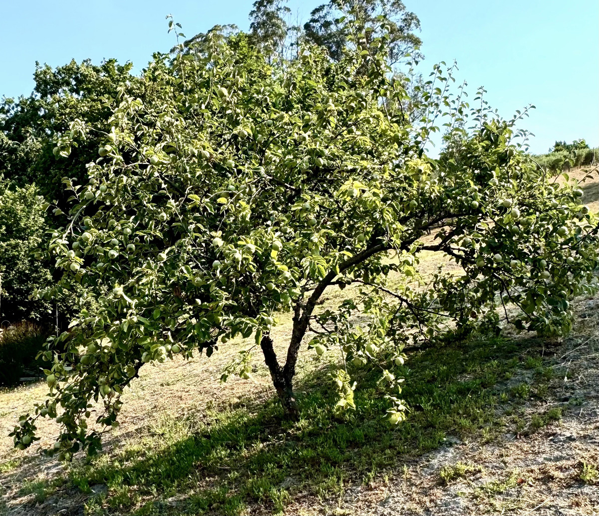 The Ultimate Guide to Growing Quince and Using Their Fruit - Fine Gardening