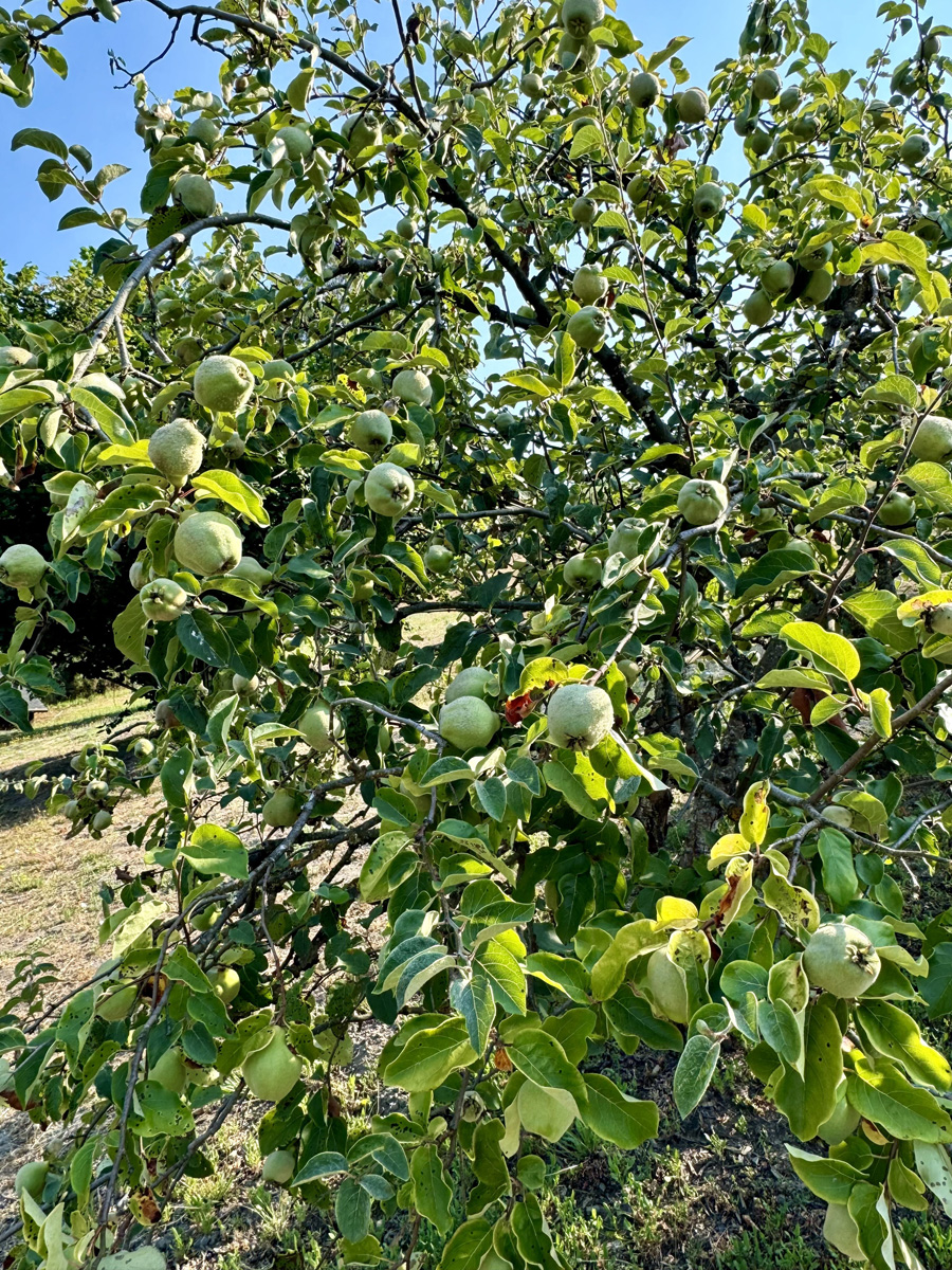 The Ultimate Guide to Growing Quince and Using Their Fruit - Fine Gardening