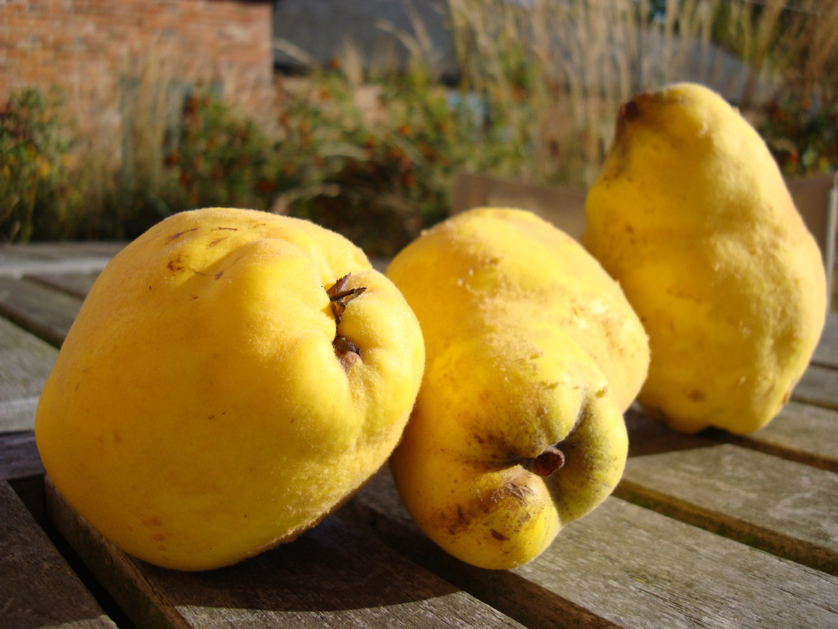 The Ultimate Guide to Growing Quince and Using Their Fruit - Fine Gardening