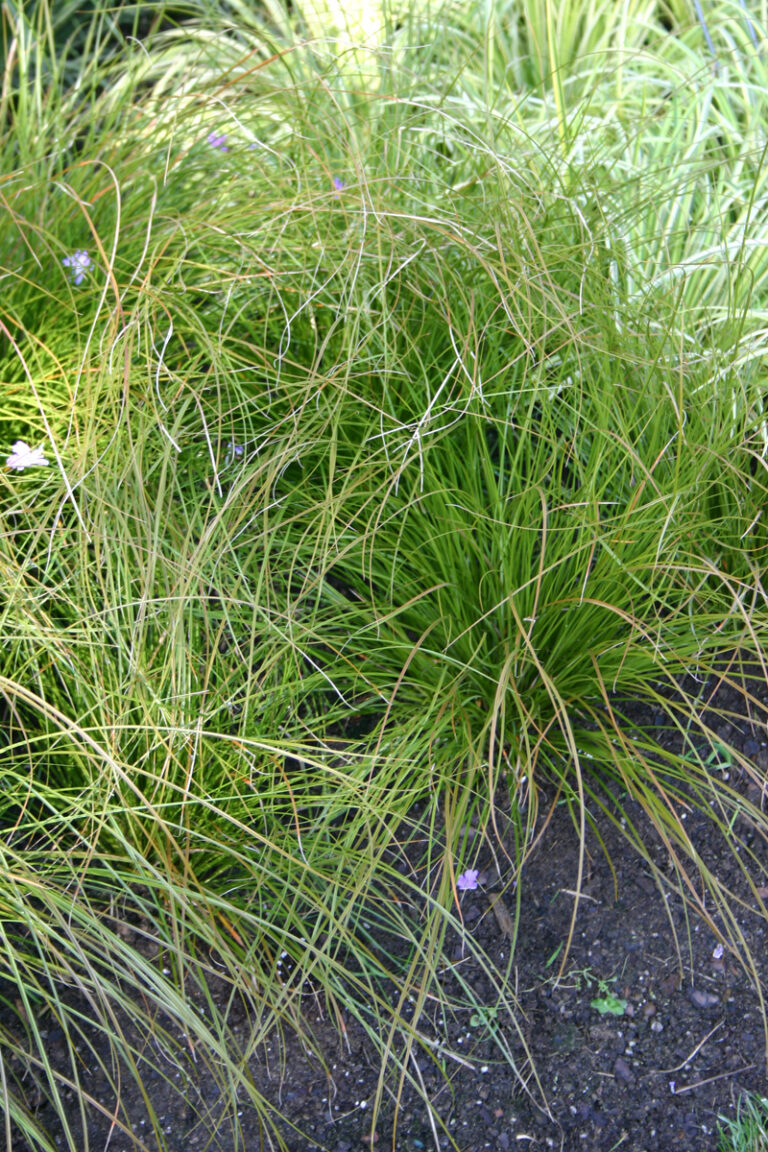 Lawn Replacements for the Southwest - Fine Gardening