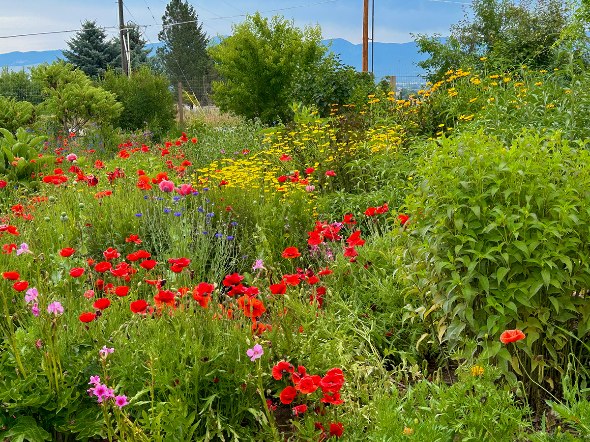 Bitterroot Secret Garden Tour: A Nurseryman’s Expansive Garden - Fine ...