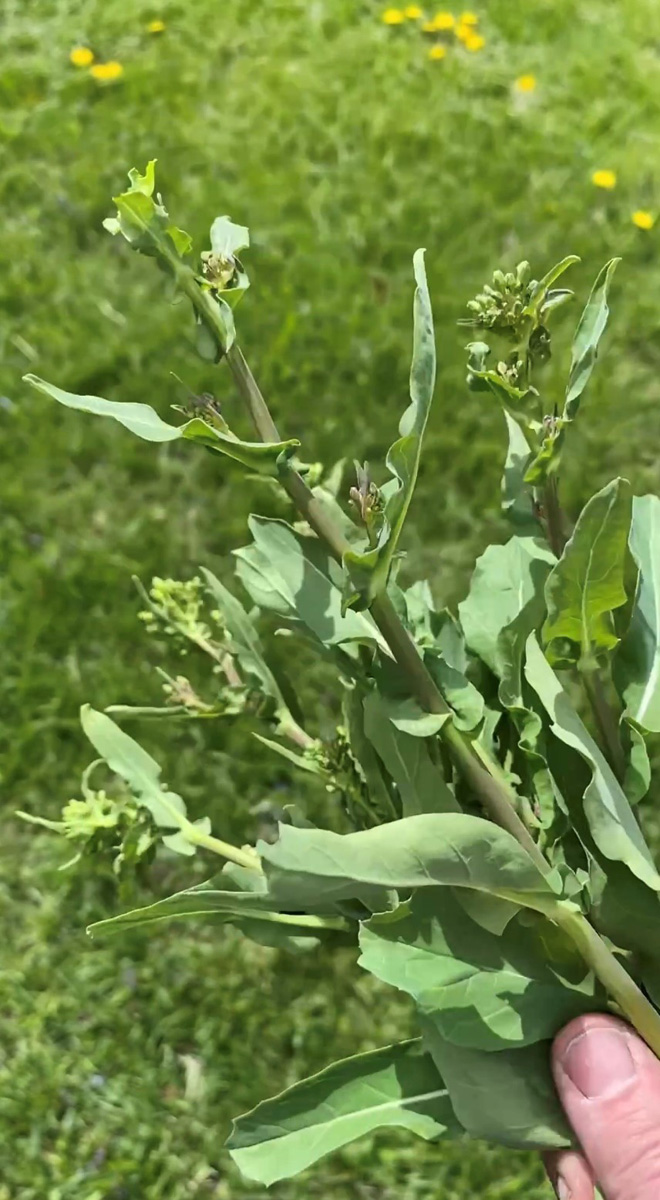 Episode 165: Not Your Typical Ground Covers - Fine Gardening