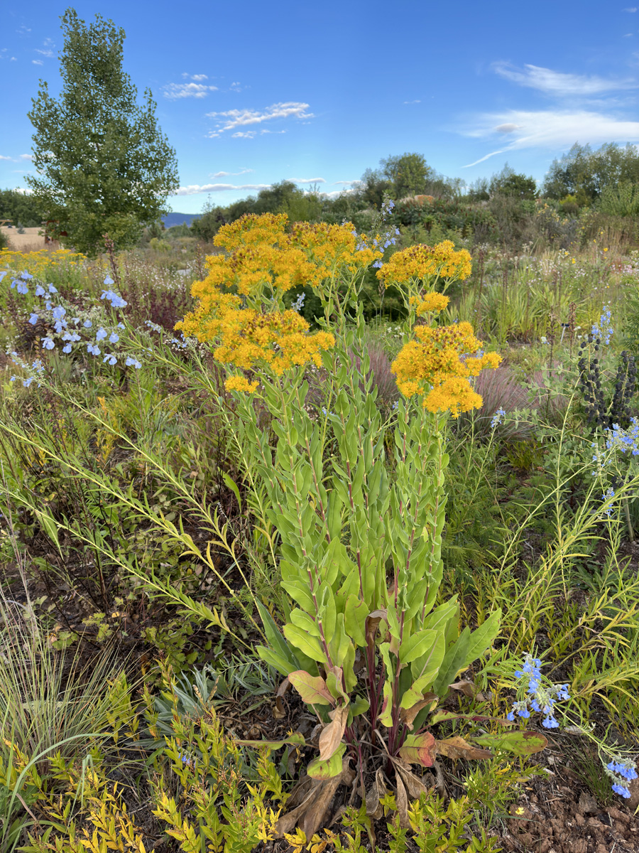 Tips for Designing a Meadow Lawn - Fine Gardening