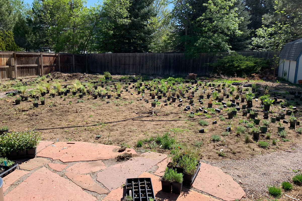 Tips for Designing a Meadow Lawn - Fine Gardening