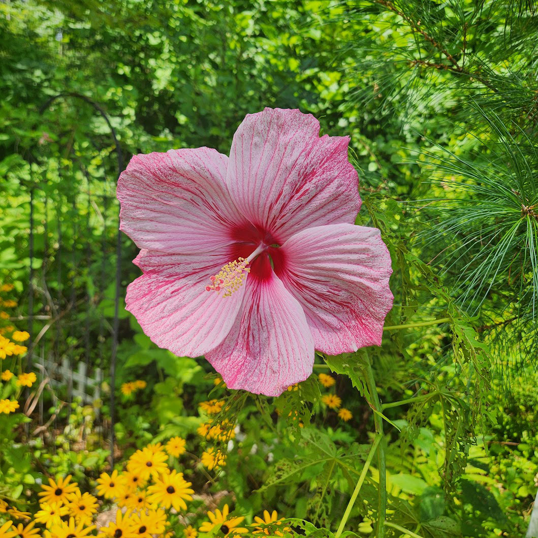 Hot-Season Flowers in Maxine's Garden - Fine Gardening