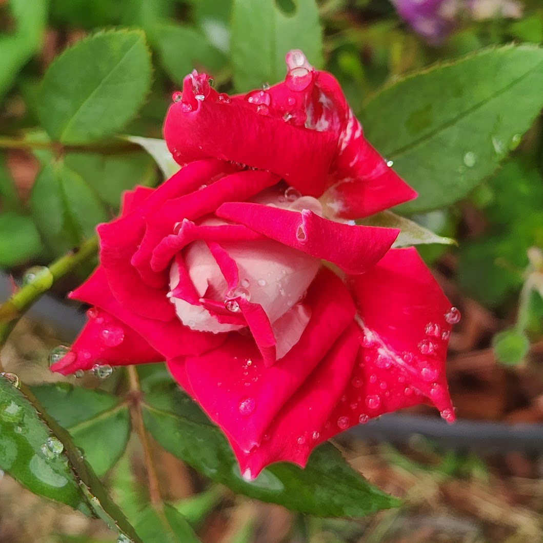 Hot-Season Flowers in Maxine's Garden - Fine Gardening