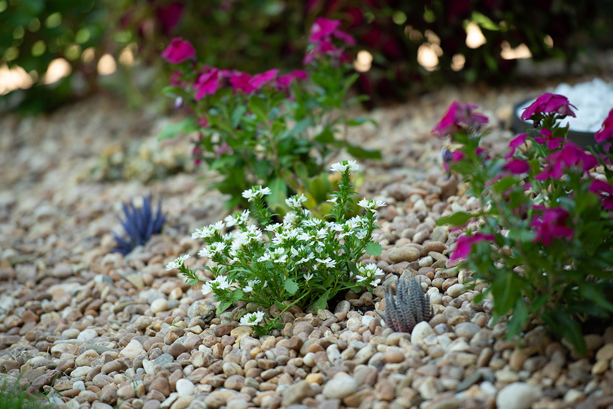 Betty's Tropical Front Yard Garden - Fine Gardening