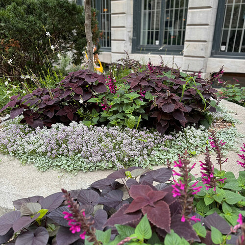 Fine Gardening - Expert garden plant advice, tips, and ideas from Fine ...