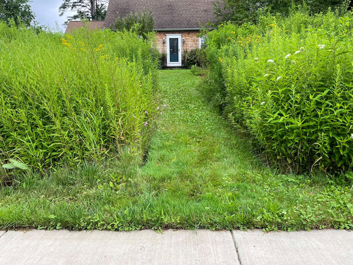 How to Create a Meadow Lawn with Native Plants - Fine Gardening